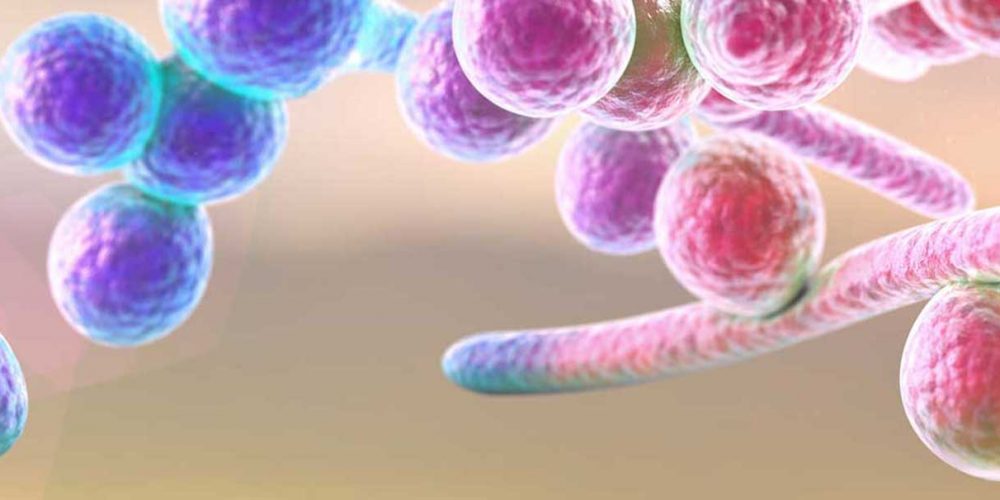 Candida Hub - FOODSensor