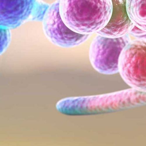 Was ist Candida albicans? - FOODSensor